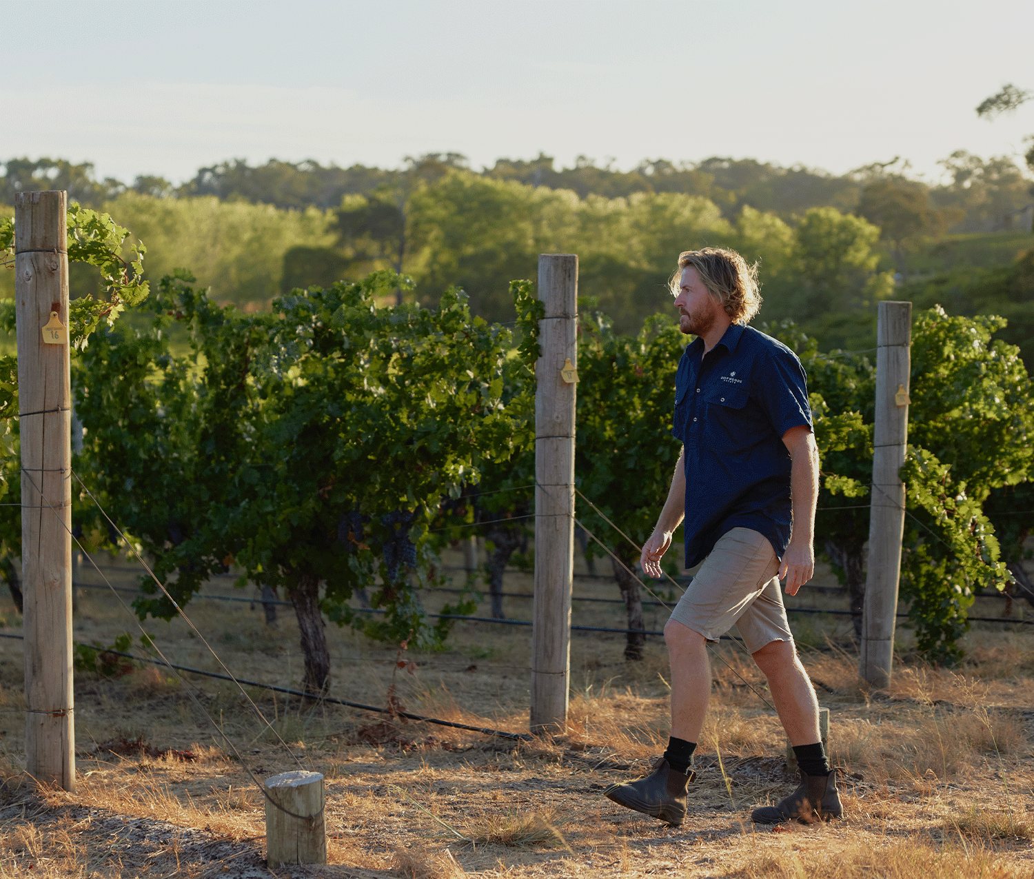 Matt Buchan on Vintage 2024 in Margaret River – Deep Woods Estate