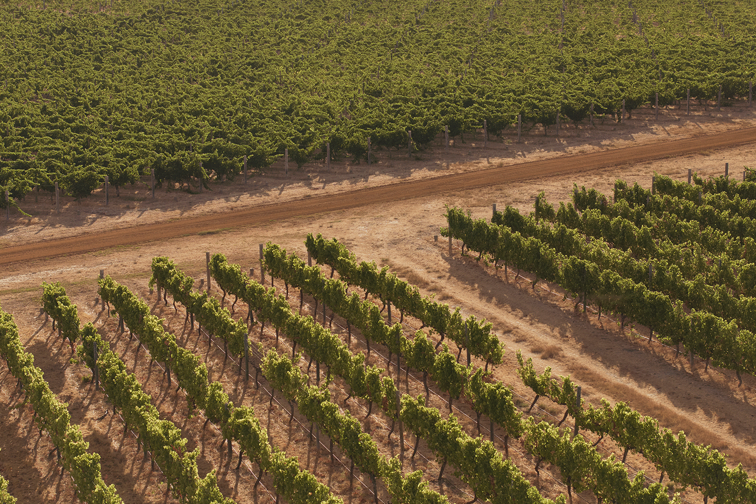 Vineyard Health at Deep Woods Estate: Part 1